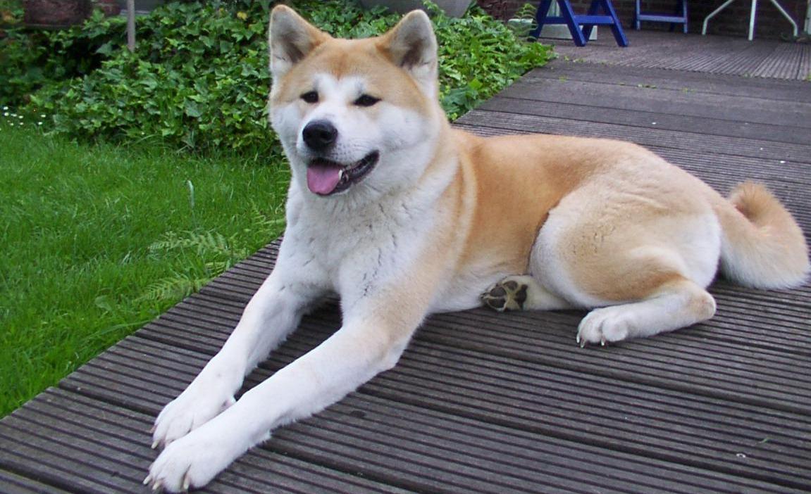 Conozca la raza de perro Akita [Akita inu, Akita ken] | Razas de Perros ...