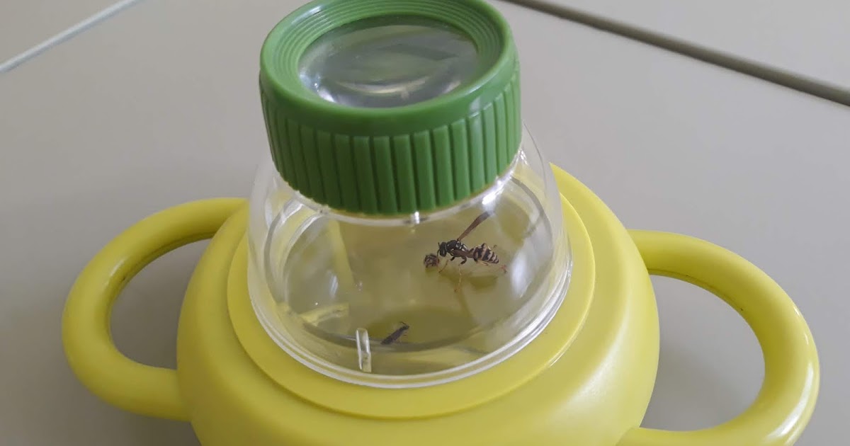 blog de clase de infantil: MIRANDO CON LA LUPA