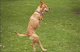 Free Wallpapers: Amazing Two Legs Animals Pic