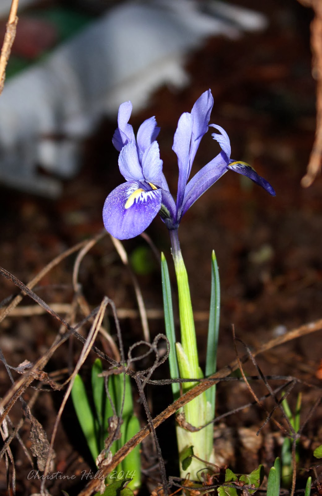 Raven Ridge Gardens: Mini Iris: A New Beginning Amid the Spoils of Winter