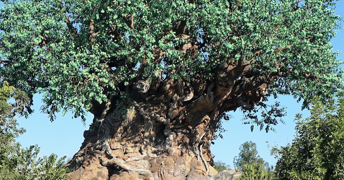 Disney World's Animal Kingdom, Review of an Unexpected Favorite ...