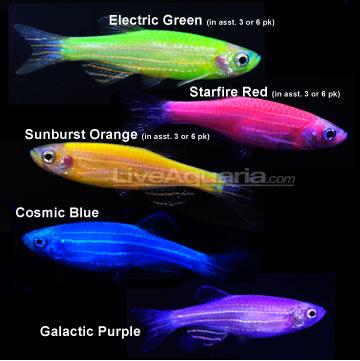 glo fish: any color but pink | APSA