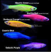 Genetics101: GMOnth-GloFish®