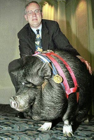 Solving for x: Seahorses, cuy, and hero pigs