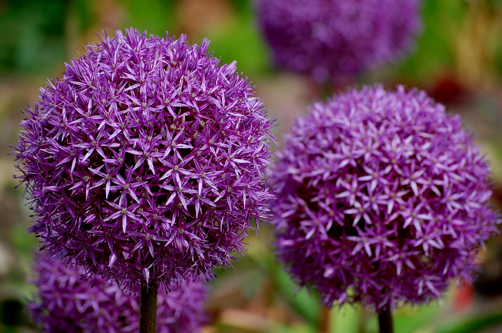 Flower Photos: Globe Amaranth Flower