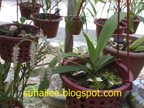 orkid liar : orkid liar / hutan dan kacukan