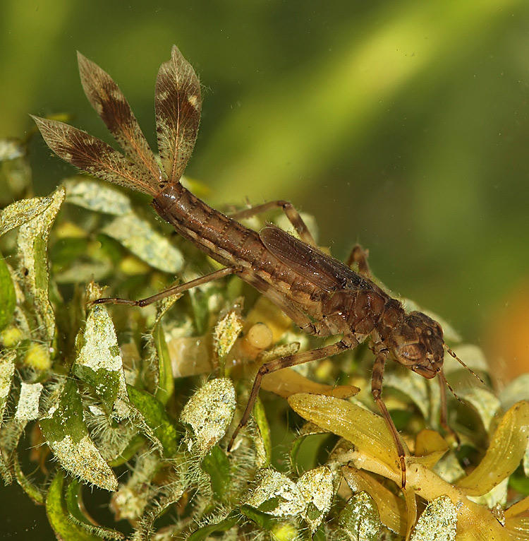 Kent Dragonflies: The Large Red Damselfly Nymph (Part 2)