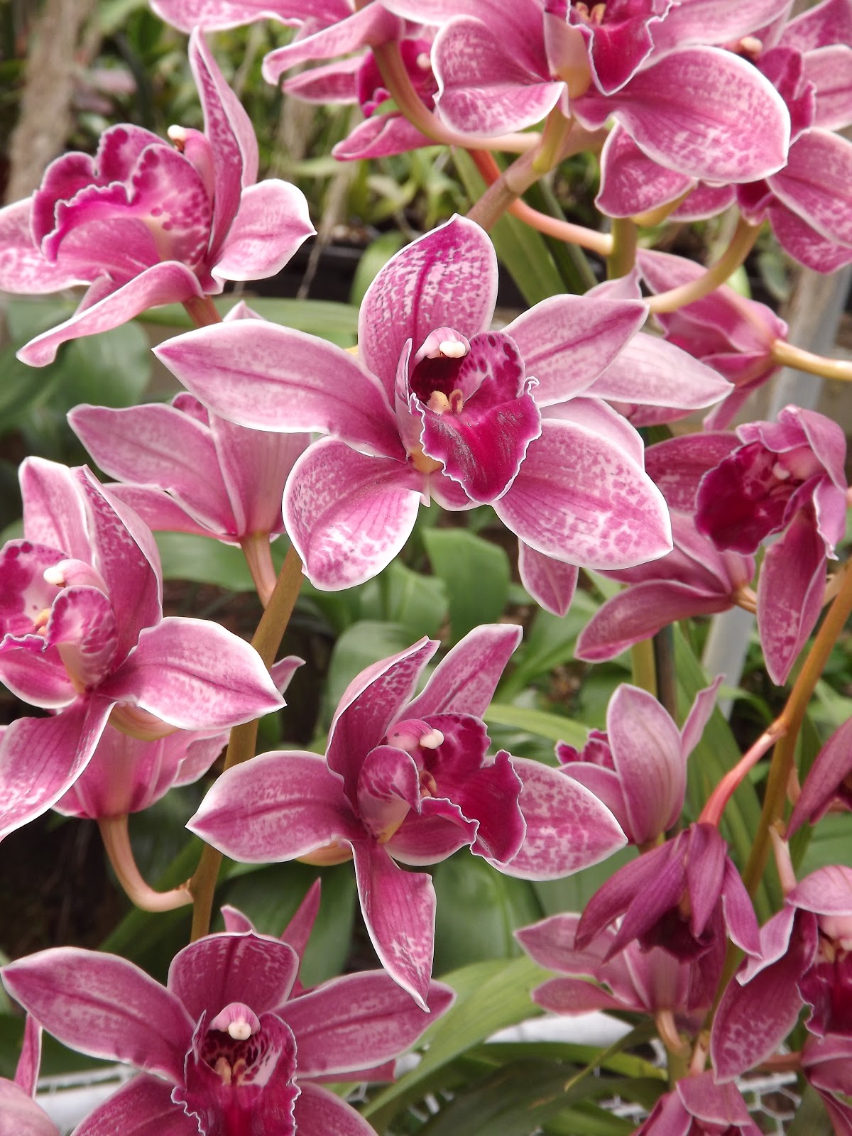 My Orchids Journal: My late flowering cymbidiums