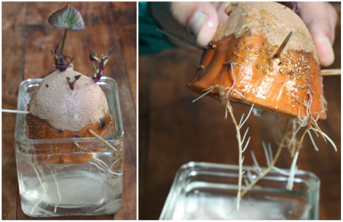 How To Plant Sweet Potatoes Indoors 17 Apart how-to-plant-sweet-potatoes-indoors-17-apart