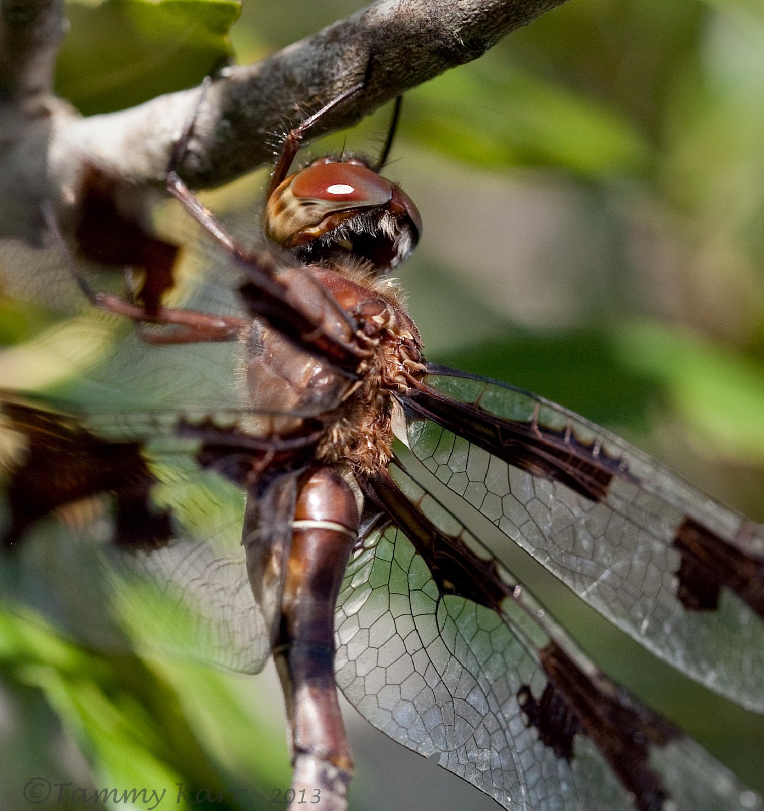 Libellules de France et dAilleurs - DRAGONFLY WORLD: Hanging with a ...