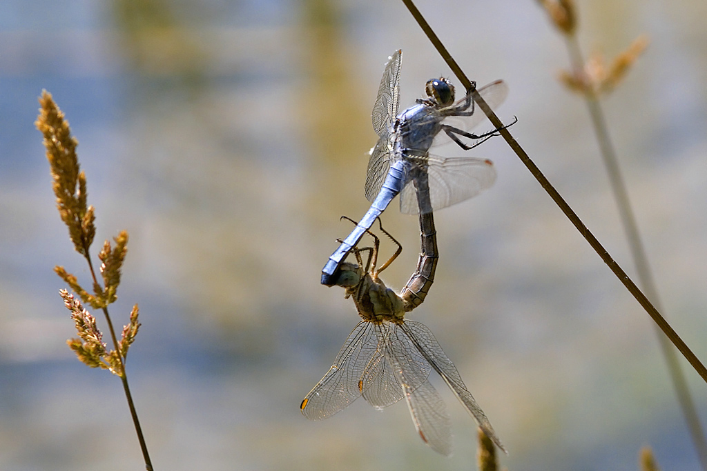 Invertebrados de Huesca: Orthetrum brunneum (Libélula azul)