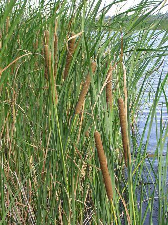 Typha angustifolia | Pustaka Flora | Database Tanaman Landscape