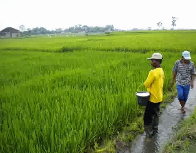 Deskripsi tentang Kelas Kesesuaian Lahan - Guntara.com