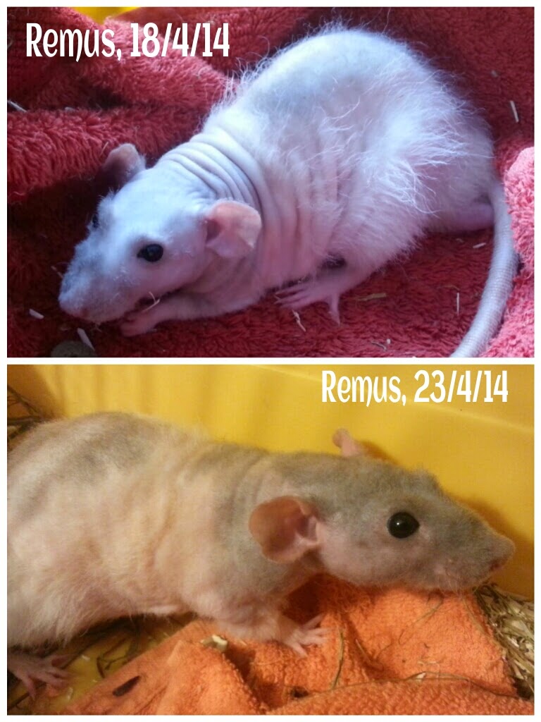 APAEC (Asociación Protectora de Animales Exóticos de Cataluña ...