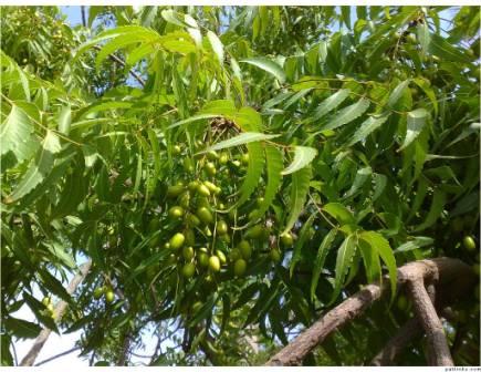 Natural Treatment and Home Remedies: Neem Uses and Benefits