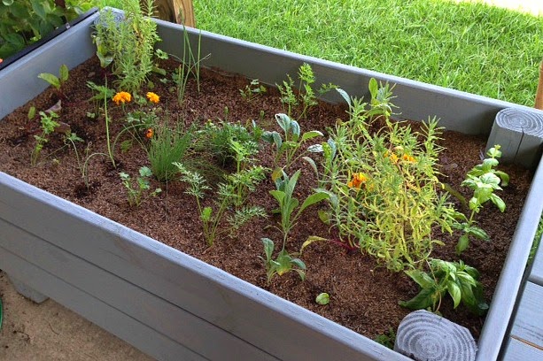 A Beginner's Container Garden