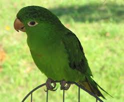 Como alimentar filhote de maritaca