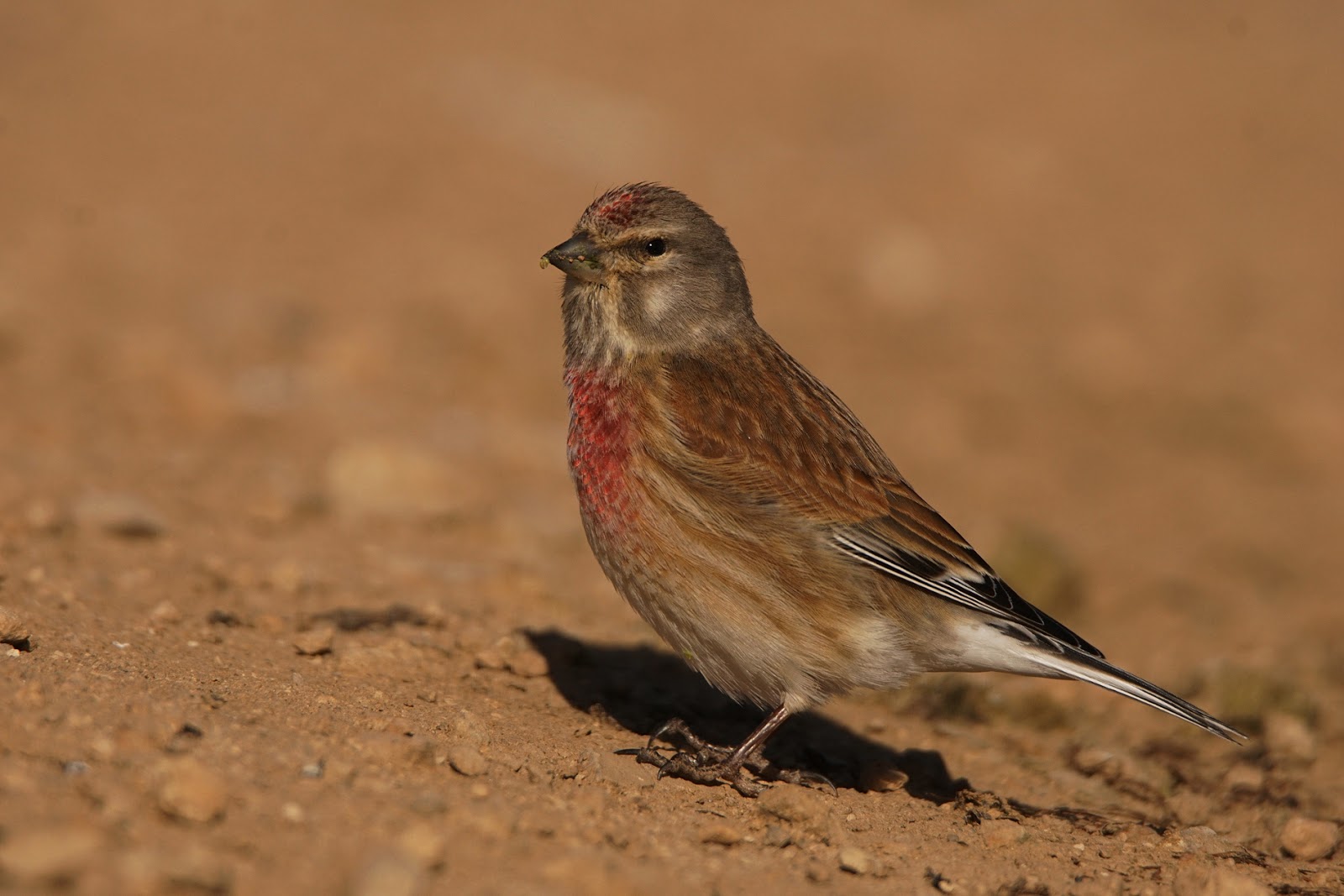 Pasión por las aves: Pardillo común,(Carduelis cannabina)
