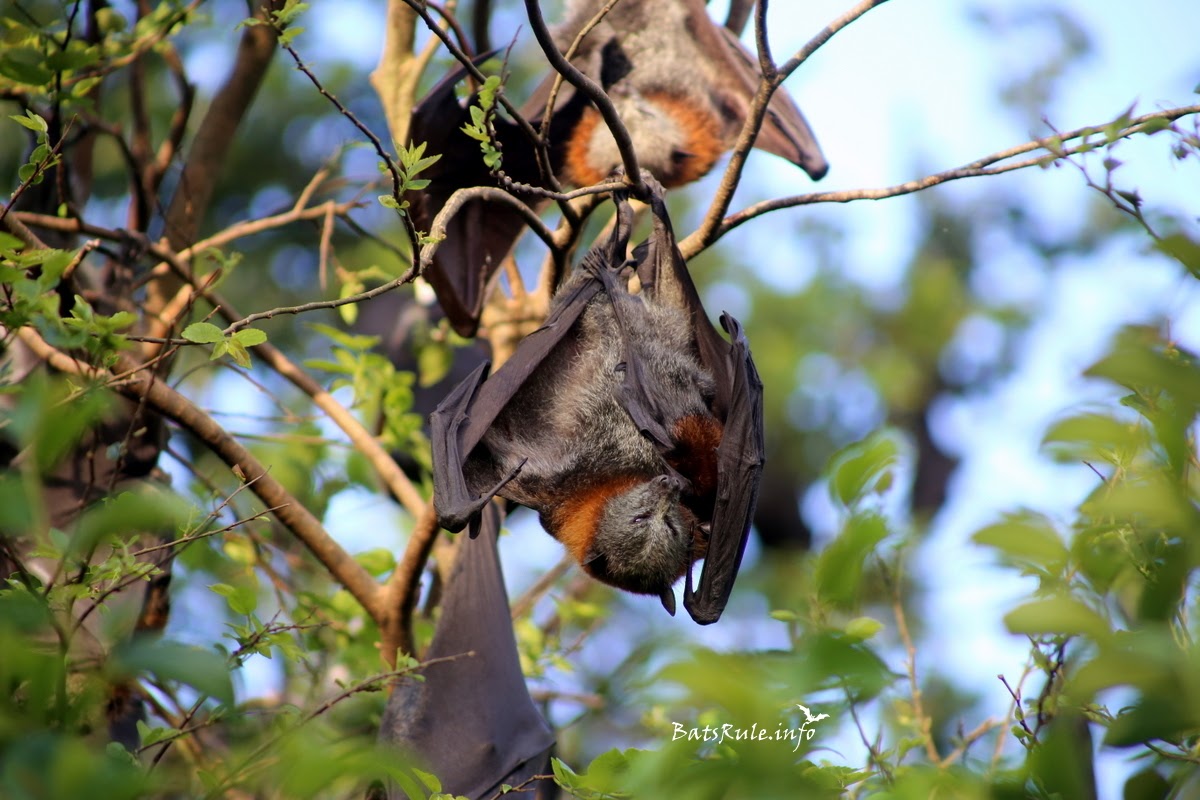 Bats | Megabats | Local camp | Grey-headed, Flying-fox, fruit bat