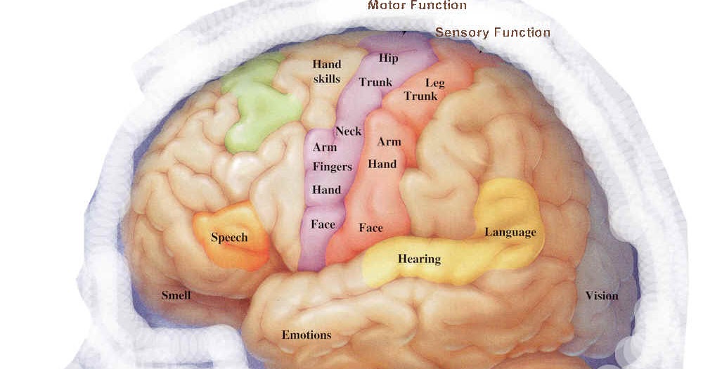 Most Amazing Facts About Human Brain