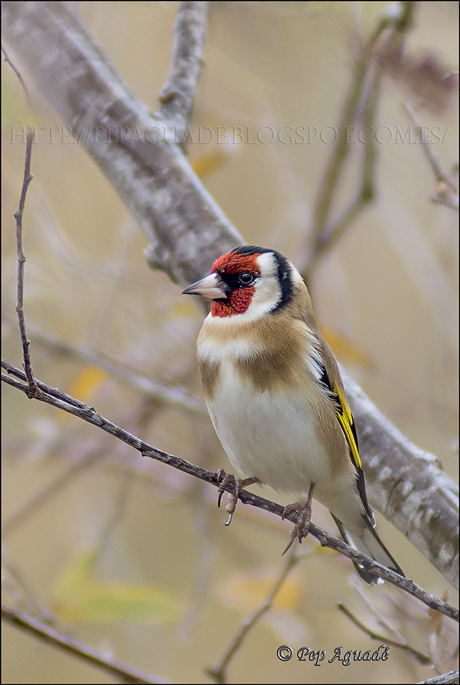 © Pep Aguadé FOTOGRAFIA