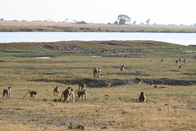 Wildlife Photos: Monkeys in Chobe National Park Botswana