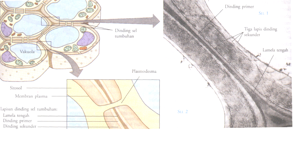 Komponen-Komponen Penyusun Sel Tumbuhan