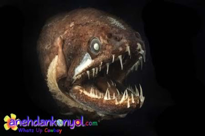 The Beauty of Underwater: 9 Ikan Dengan Gigi Luar Biasa