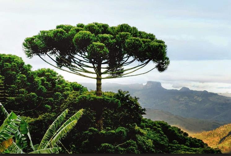 Cozinha Fácil: Araucária Angustifolia[Árvore do Pinhão]