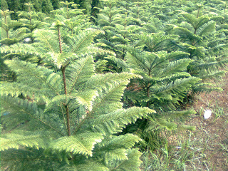 JUAL CEMARA MORPOK | CEMARA LILIN | CEMARA KIPAS | CEMARA PINUS ...