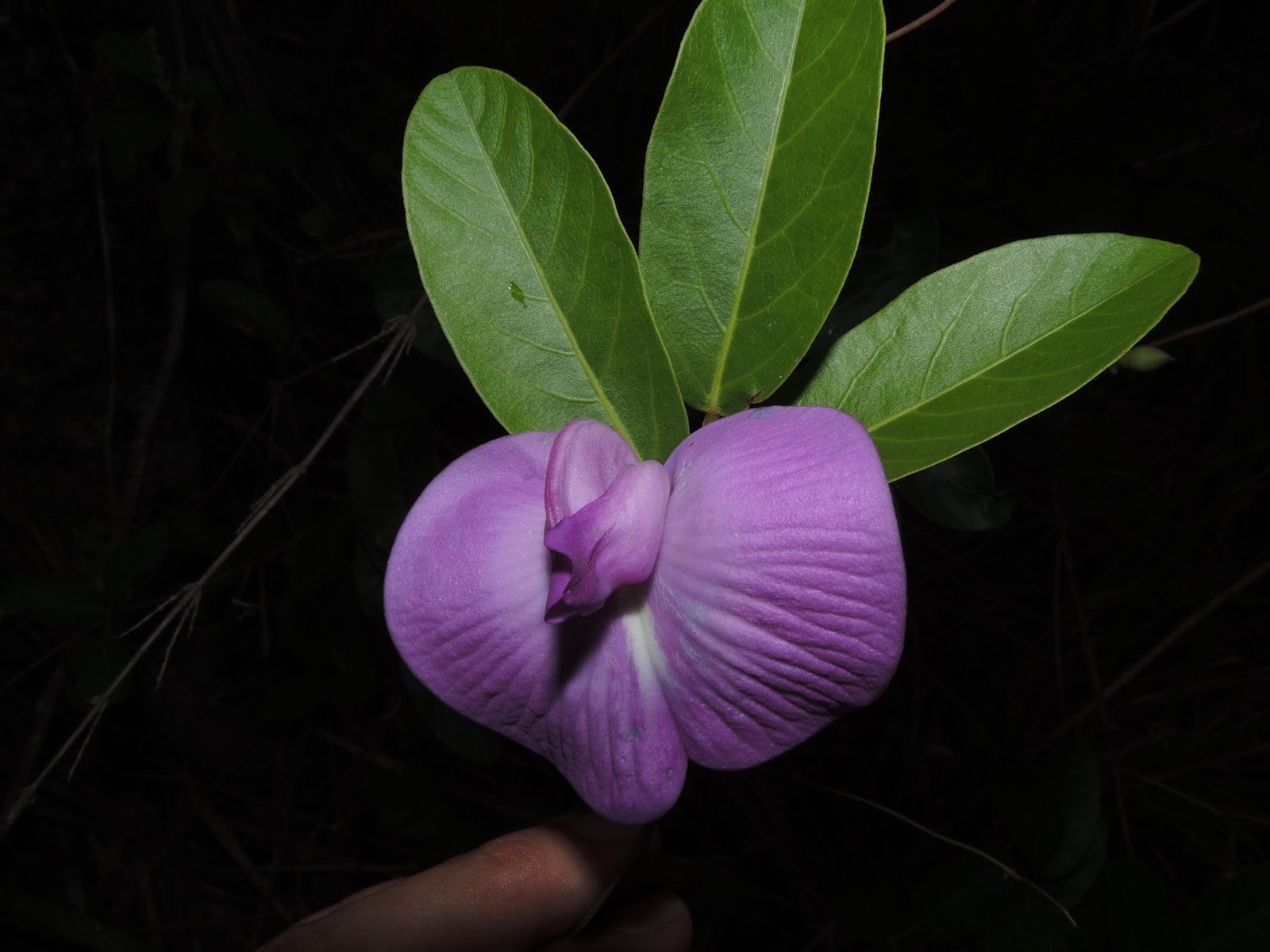 Fabaceae - Leguminosae: Fabaceae - Centrosema bracteosum Benth.