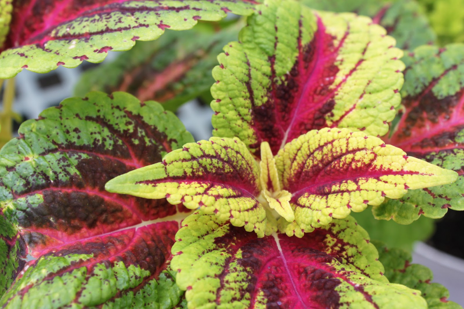 Strange's Garden Center: Coleus: The most versatile annual ever?