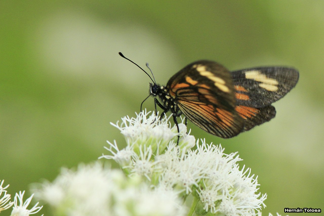 Flora Bonaerense: Polinizadores de la chilca de olor