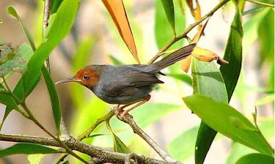 Nursery - B: Bài thơ :"Chim chích bông"