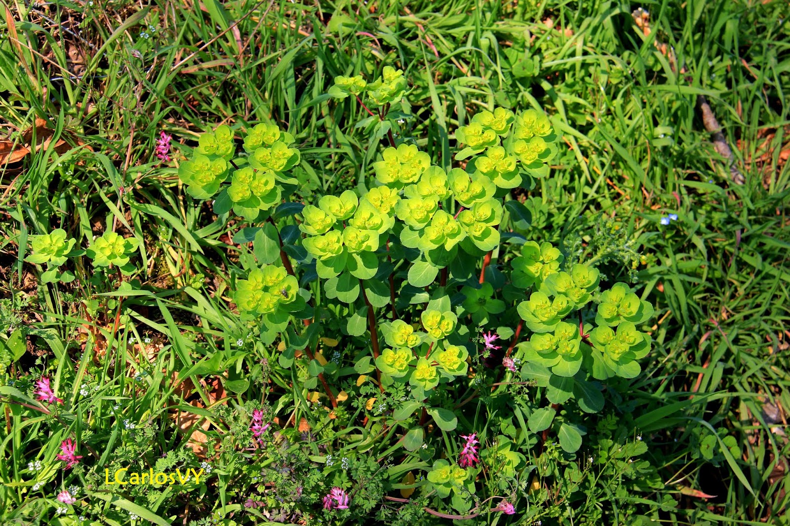 Plantas silvestres de Asturias: Lecherina, lechetrezna común ...