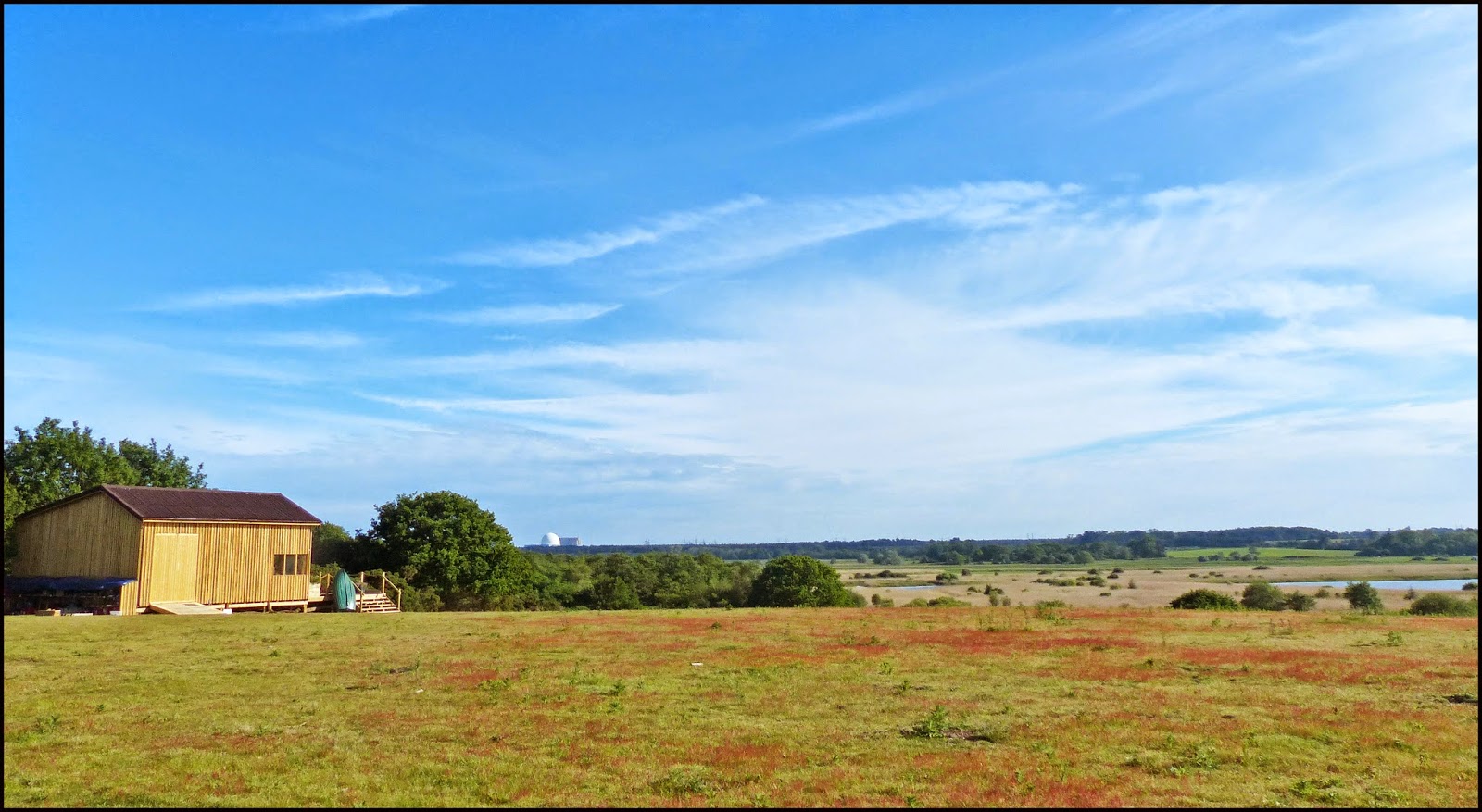 Wild and Wonderful: Newts - and BBC Springwatch - at RSPB Minsmere