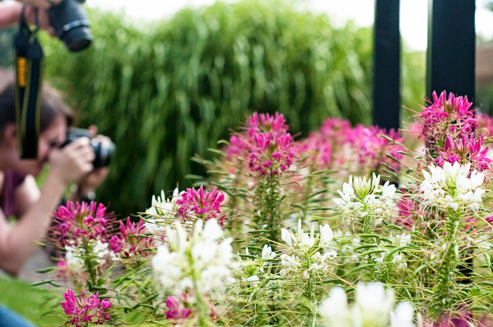 Vignette Photography