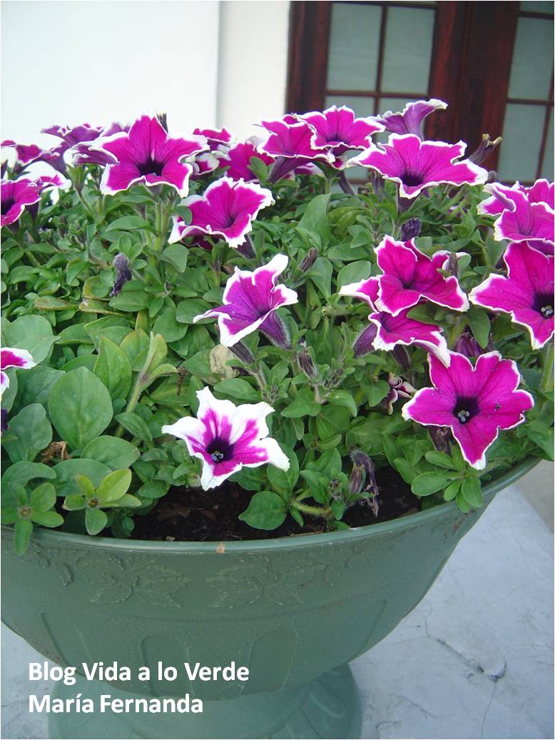 La Doctora De Las Plantas: El color de las flores es una cuestión de ...