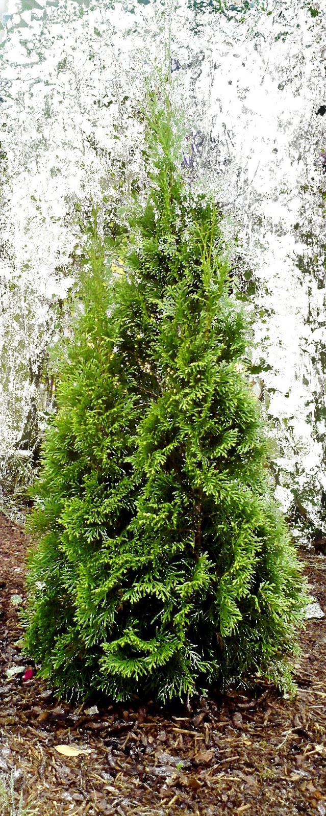 Pihasuunnittelija - Ajatuksia ja kokemuksia pihaunelmista.: Havuaidan ...