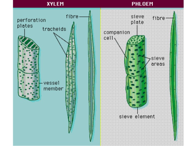 Differences Between Xylem And Phloem Major Differences