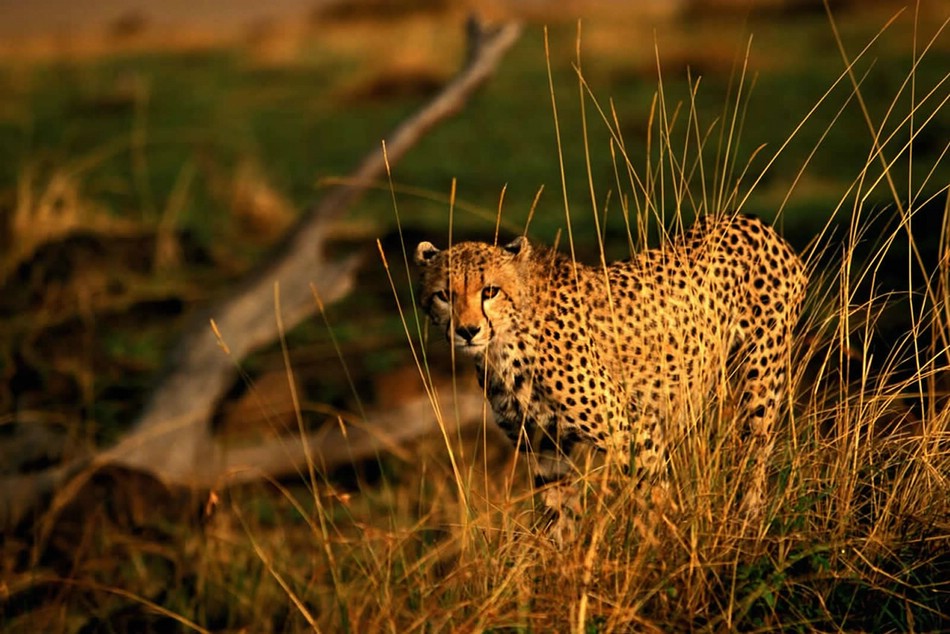 Spotty Cheetah: Guepardo (Acinonyx jubatus)