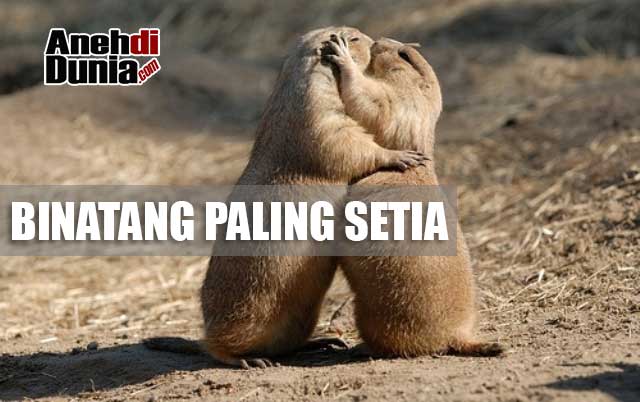 Kita Serba Tahu: Binatang Paling Setia Cintai Pasangannya Hingga Mati