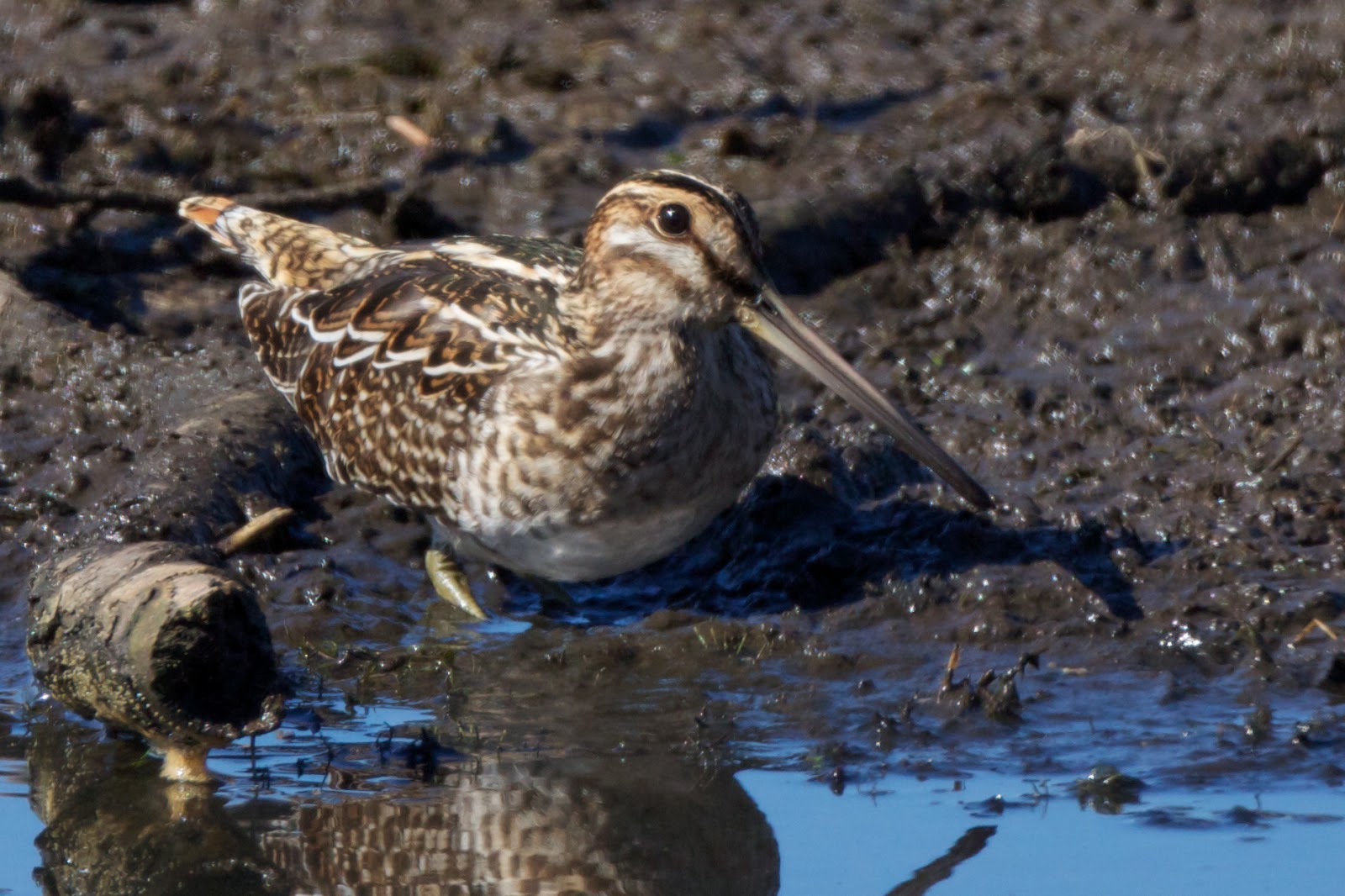 Feather Tailed Stories: Wilson's Snipe