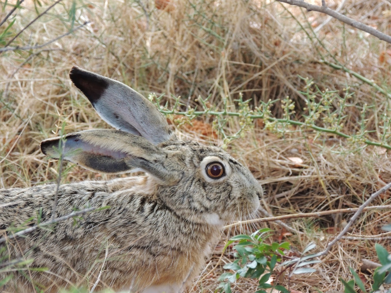 EL MOCHUELO CURIOSO: UNA LIEBRE CONFIADA...?