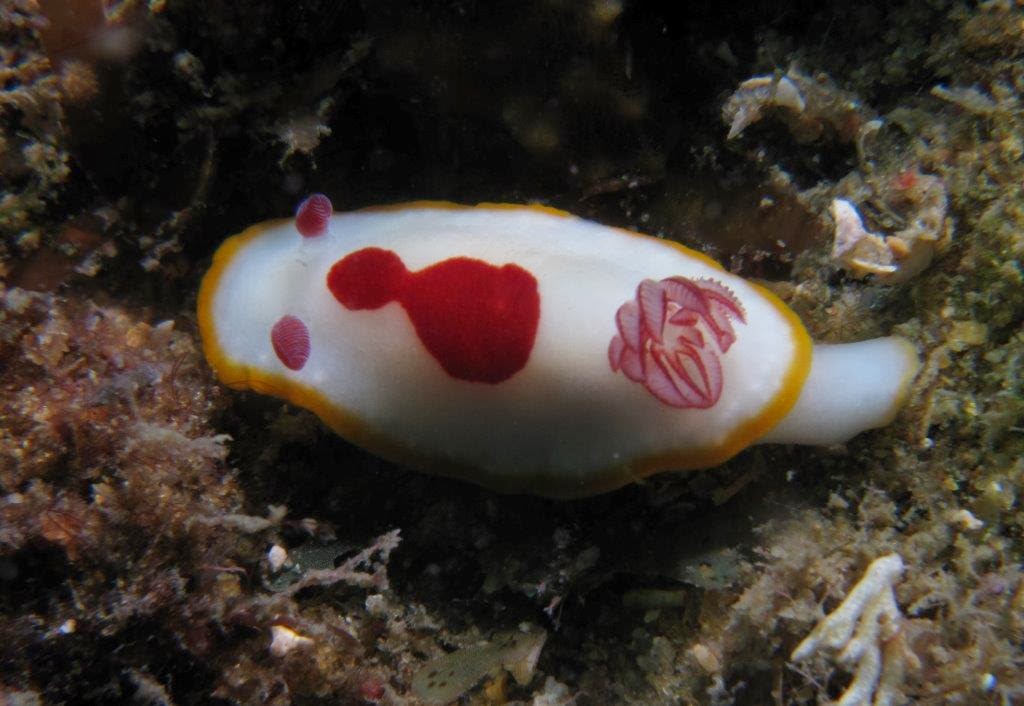 Nudibranch Central: Species List NW Reef Old Woman Island 01-11-2013