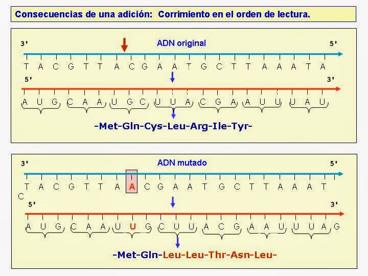 Biología 2 "Reconoces y aplicas los principios de la herencia".