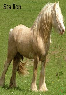 Domestic Animals Name Meaning & Image | Necessary Vocabulary ...