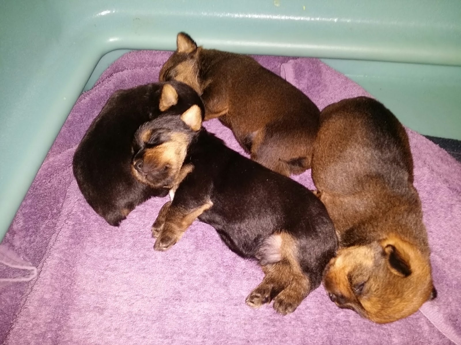 White Diamond Terriers: Lucy puppies 3 weeks old
