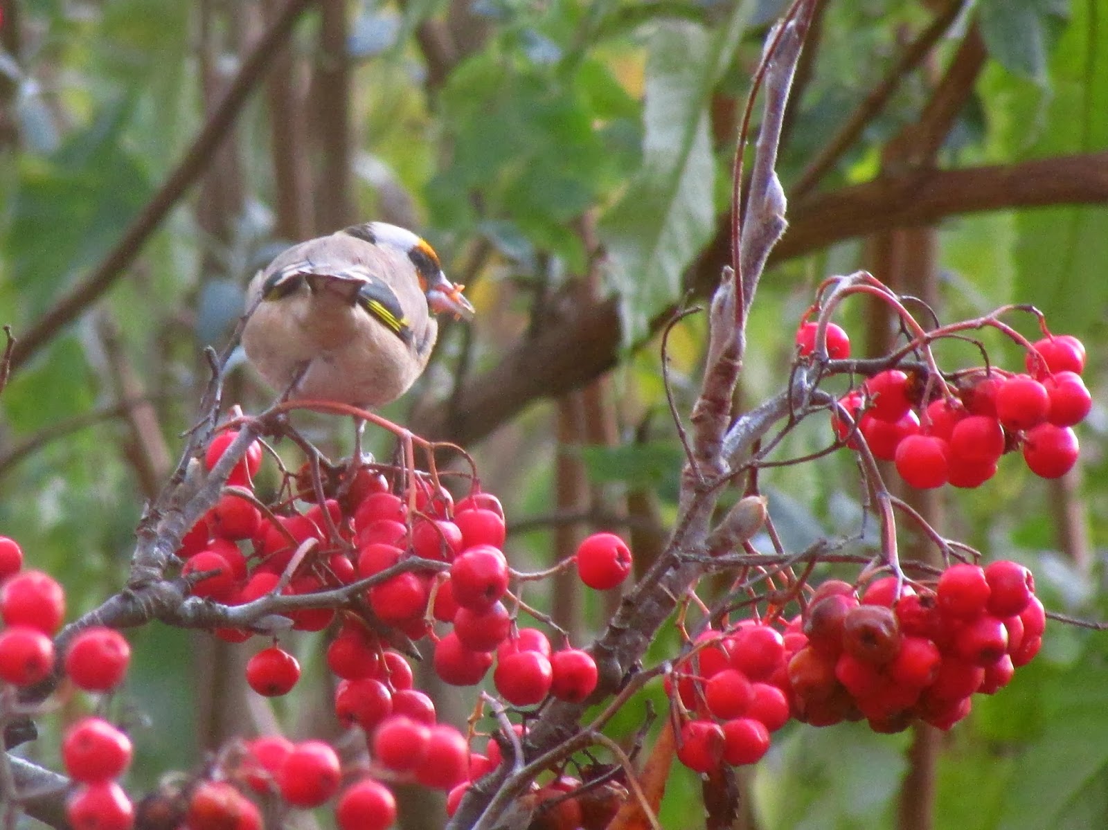 The Rattling Crow: Charming seed predators