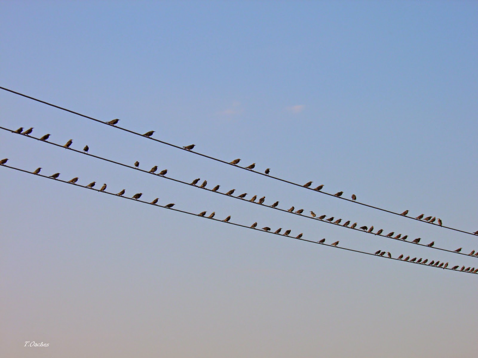 PASARI DIN ROMANIA: GRAUR (1), Sturnus vulgaris